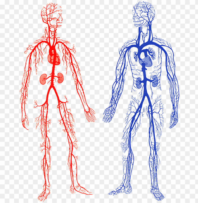 Free download | HD PNG arteries and veins in the body ehumanbiofield ...