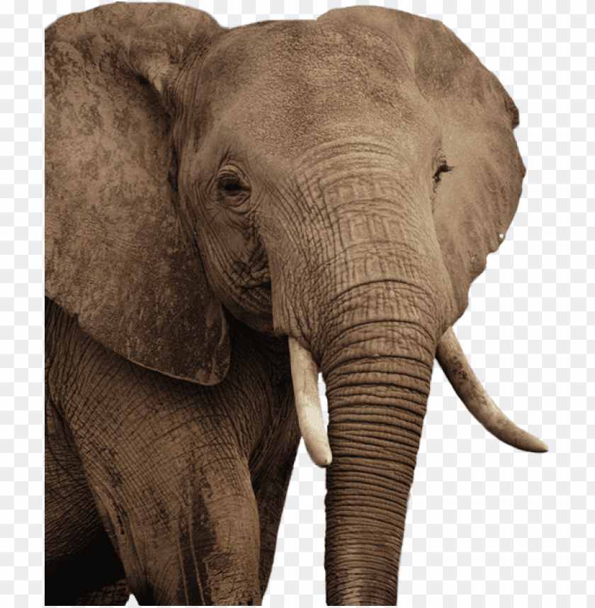 Free download | HD PNG asian elephant PNG transparent with Clear ...