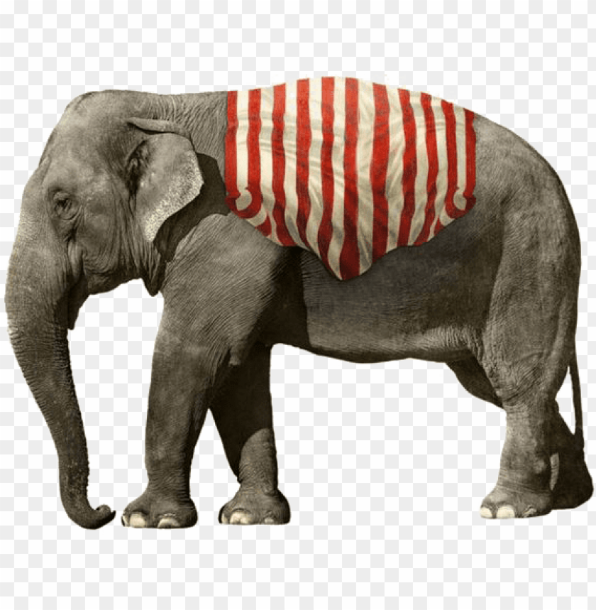 Free download | HD PNG asian elephant white background PNG transparent ...