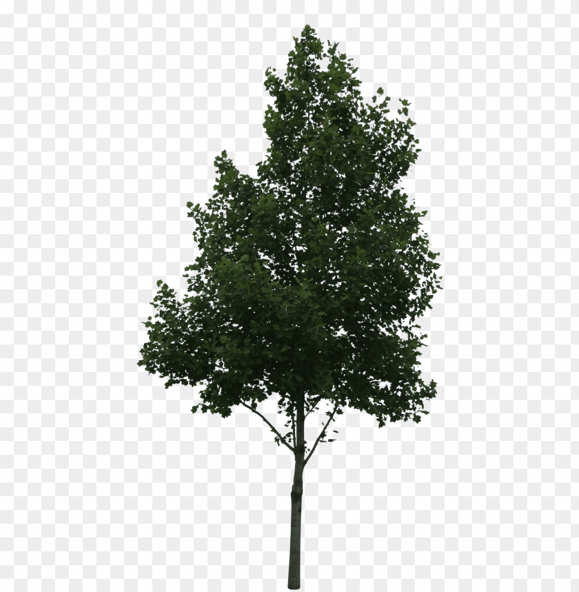 Free download | HD PNG aspen tree png vector download tree perspective view PNG transparent with ...