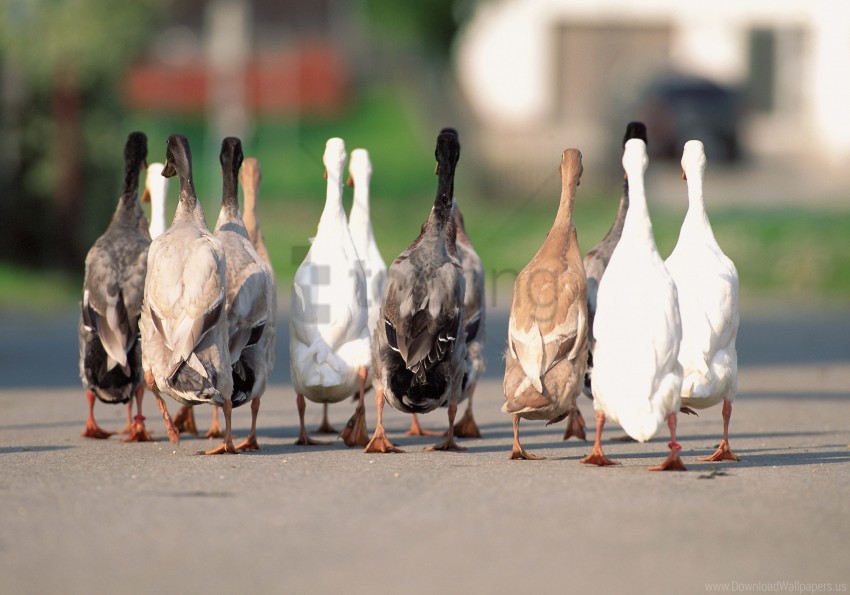 Free download | HD PNG asphalt flock geese wallpaper background best ...