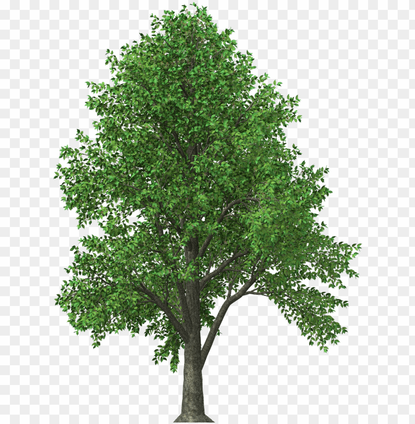 Free download | HD PNG aspn cedar tree texas PNG transparent with Clear ...
