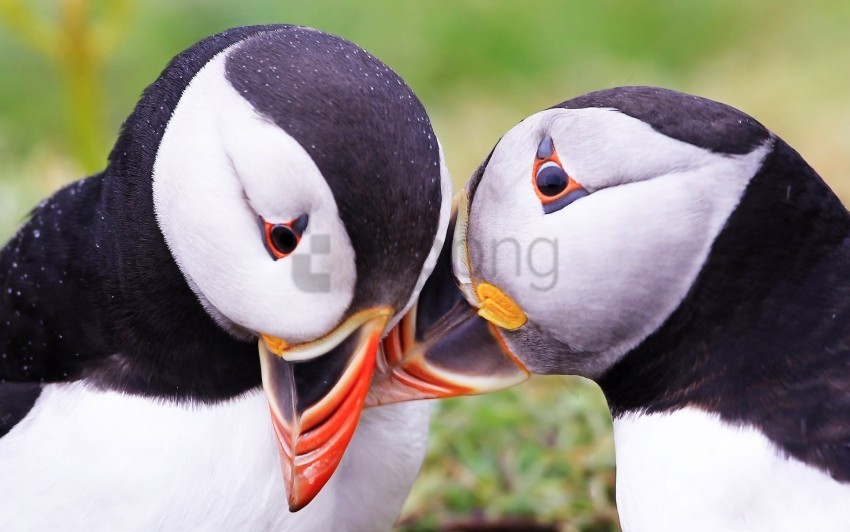 Free download | HD PNG atlantic puffin beak bird couple puffin ...