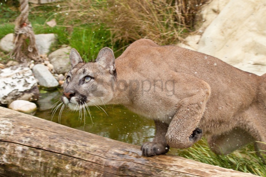 Free download | HD PNG attention cougar fear grass water wallpaper ...