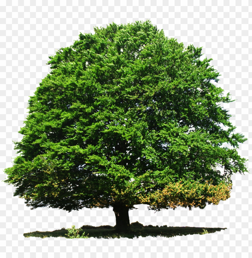 Free download | HD PNG ature great tree png image transparent tree PNG ...