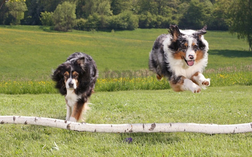 Free download | HD PNG australian sheperds wallpaper background best ...
