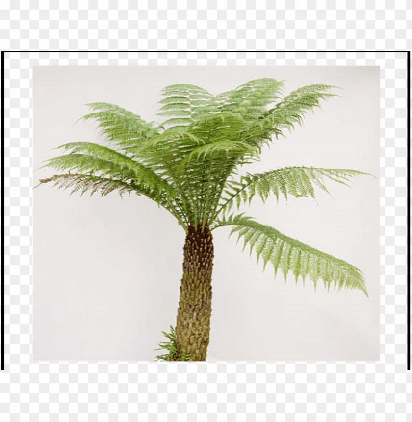 Free download | HD PNG australian tree fer PNG transparent with Clear ...