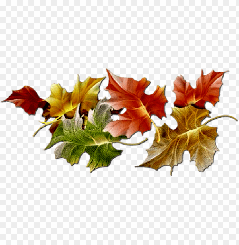 Free download | HD PNG PNG image of maple leaves in autumn colors png ...