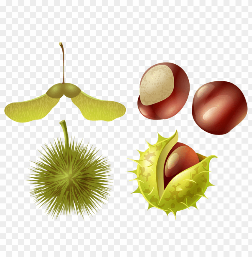 Spiky Seed Pod cutout PNG & clipart images | TOPpng