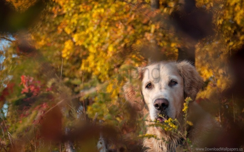 Free download | HD PNG autumn dog friend wallpaper background best ...