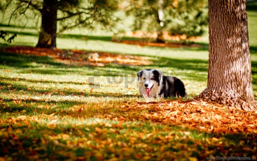 Free download | HD PNG autumn dogs grass hide tree wallpaper background ...