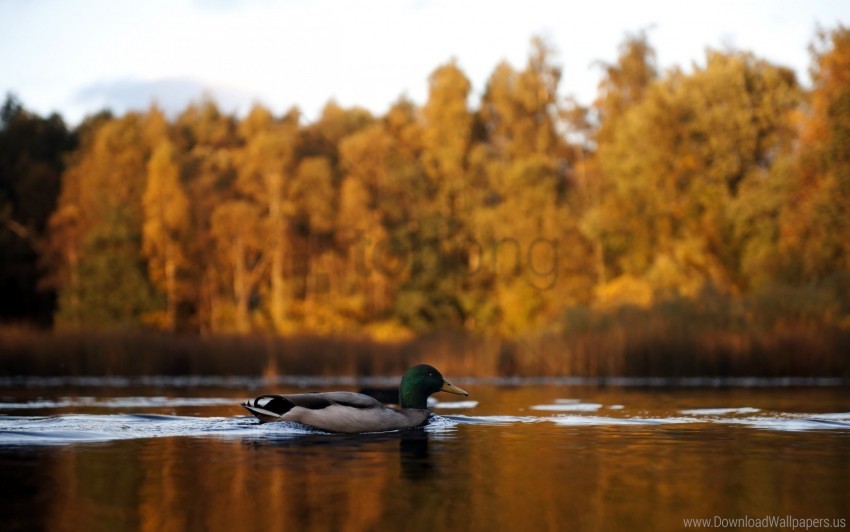 Free download | HD PNG autumn duck lake wallpaper background best stock ...