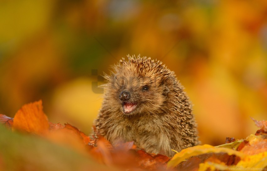 Free download | HD PNG autumn foliage funny hedgehog wallpaper ...