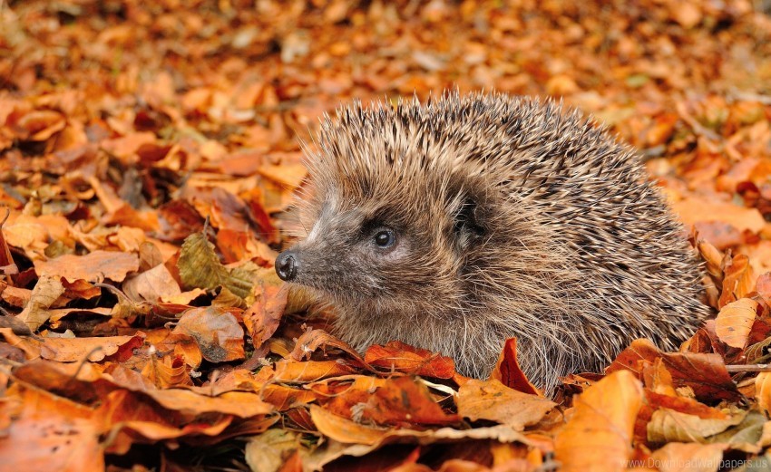 Free download | HD PNG autumn foliage grass hedgehog wallpaper ...