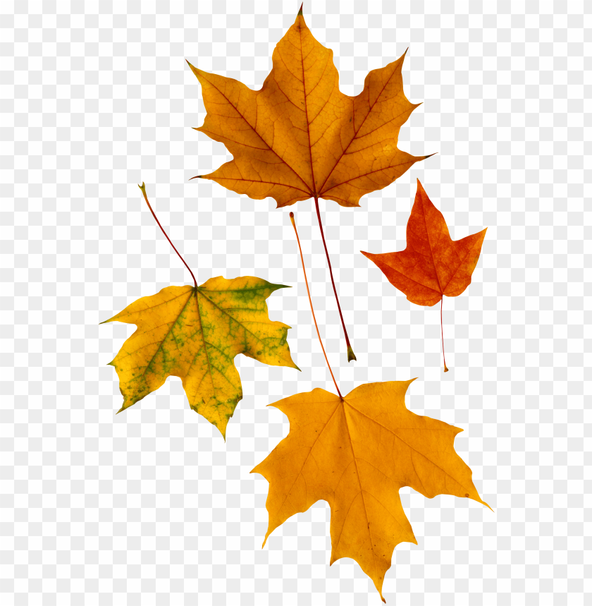 Free download | HD PNG PNG image of small group of colorful fall leaves ...