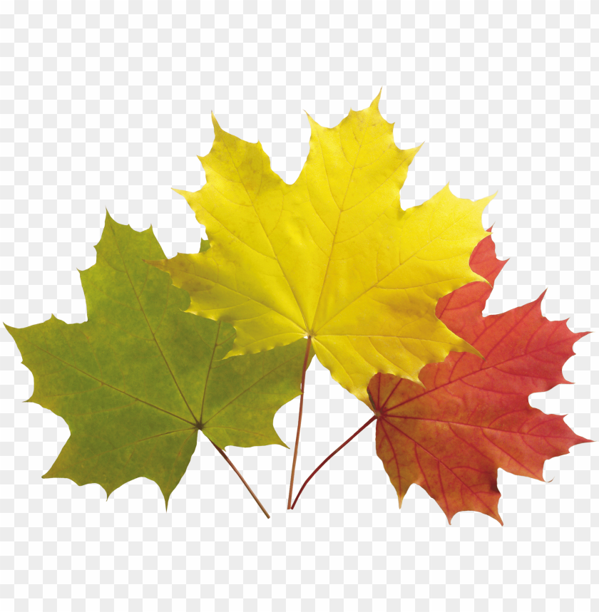 Free download | HD PNG PNG image of mixed green and yellow maple leaf ...