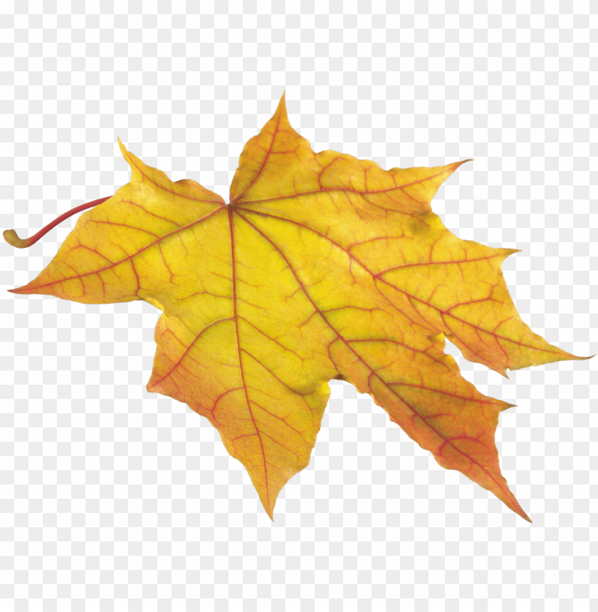 Free download | HD PNG golden maple leaf autumn illustration png ...