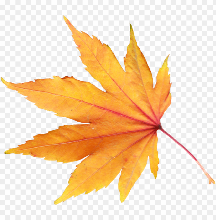 Free download | HD PNG bright yellow maple leaf png clipart png photo ...