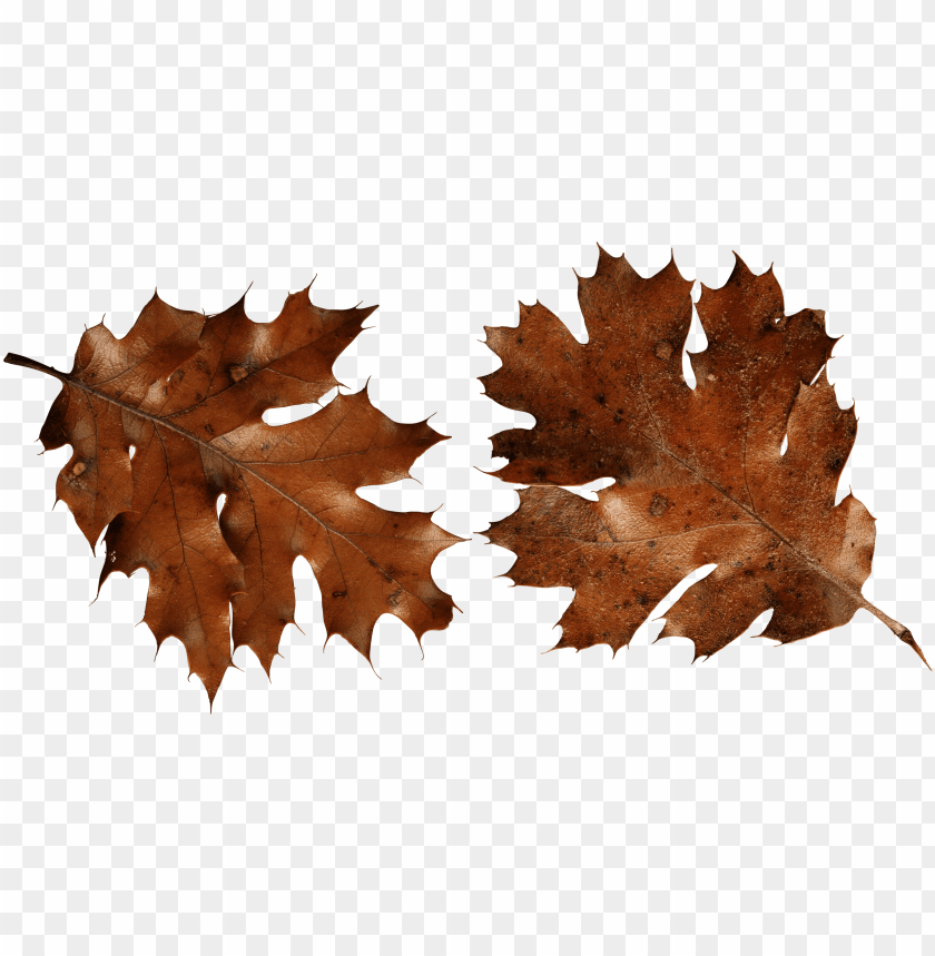 Free download | HD PNG autumn leaf clipart png photo - 29774 | TOPpng