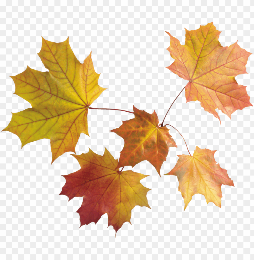 Free download | HD PNG falling autumn leaves transparent png clipart ...