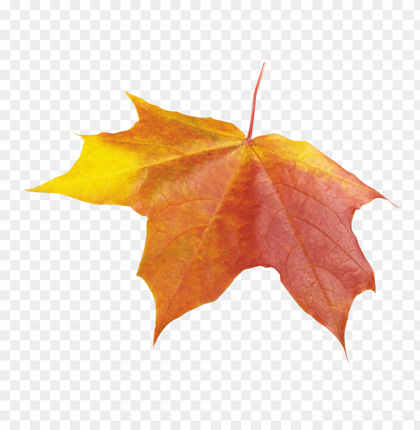 Free download | HD PNG yellow and red autumn leaf png clipart png photo ...
