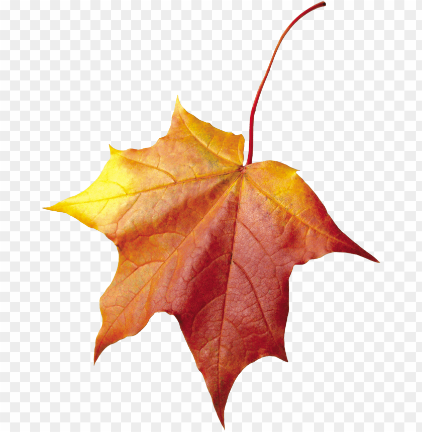 Free download | HD PNG golden maple leaf with curved edge png clipart png photo - 29813 | TOPpng