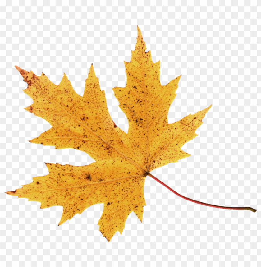 Free download | HD PNG autumn leaf clipart png photo - 55035 | TOPpng