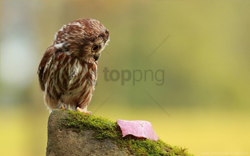 Free download | HD PNG autumn leaf little moss owl species stone ...