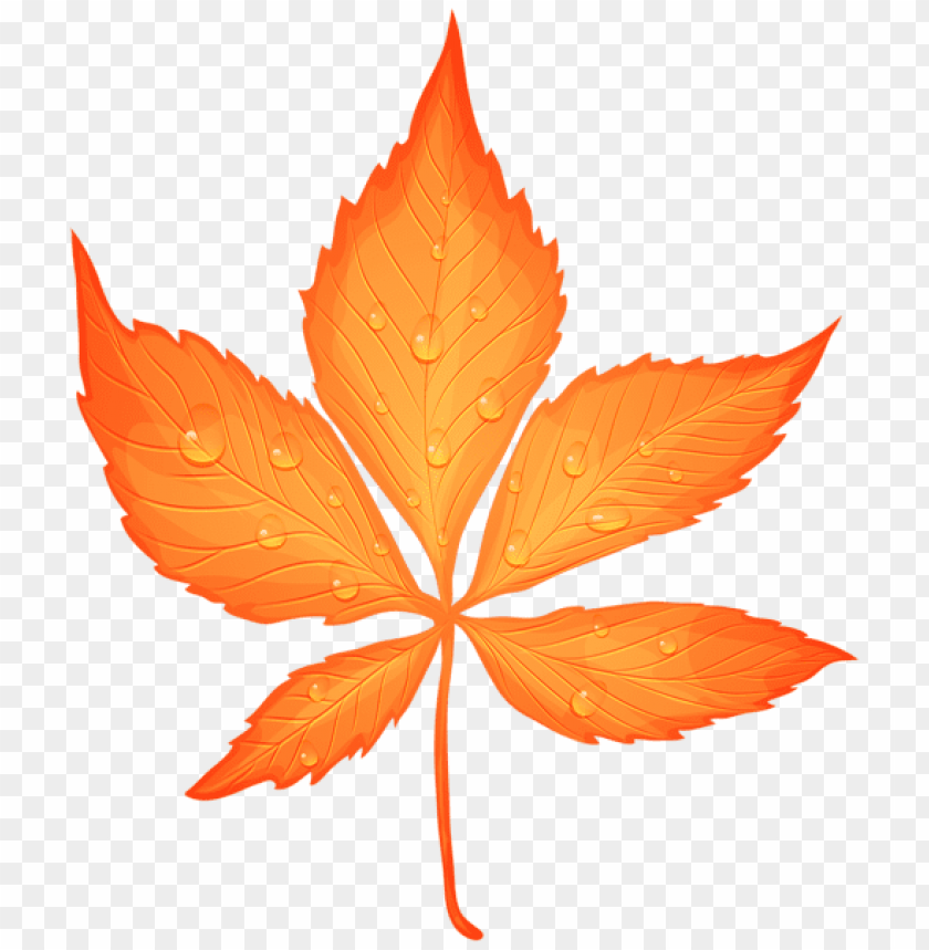 Free download | HD PNG autumn leaf with dew drops transparent clipart ...