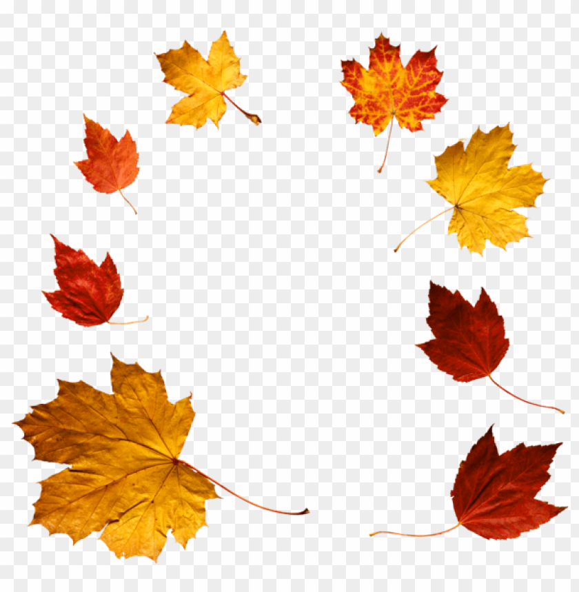 Free download | HD PNG autumn leaves clipart png photo - 55624 | TOPpng