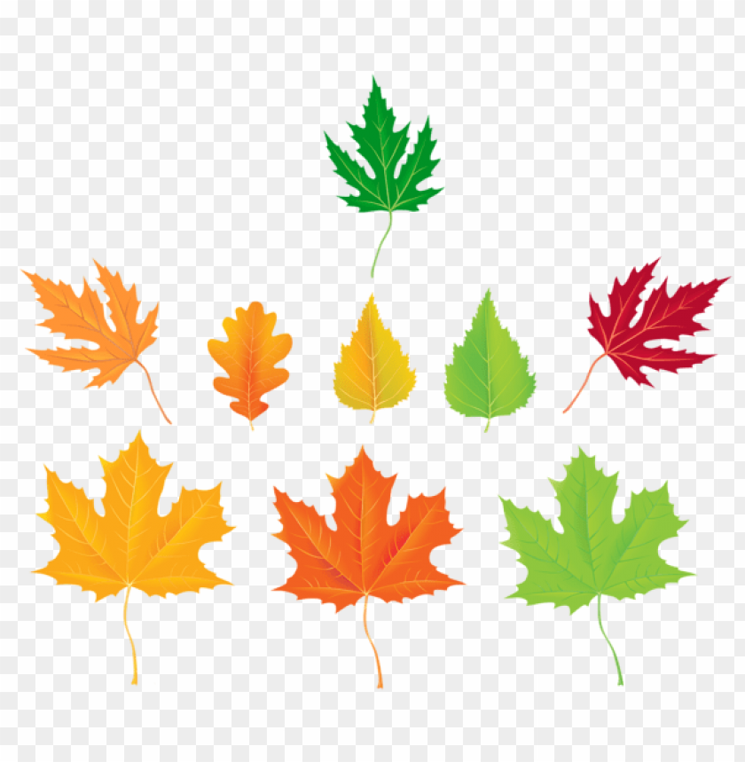 Free download | HD PNG autumn leaves collection clipart png photo ...