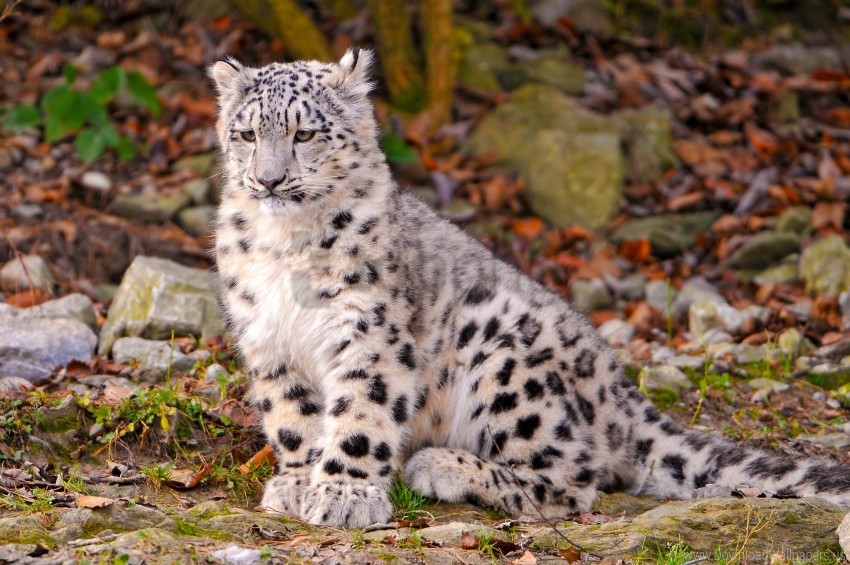 Free download | HD PNG autumn leaves snow leopard cub wallpaper ...