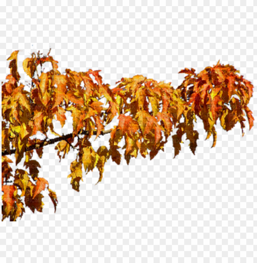 Free download | HD PNG autumn tree branch gambel oak PNG transparent with Clear Background ID ...