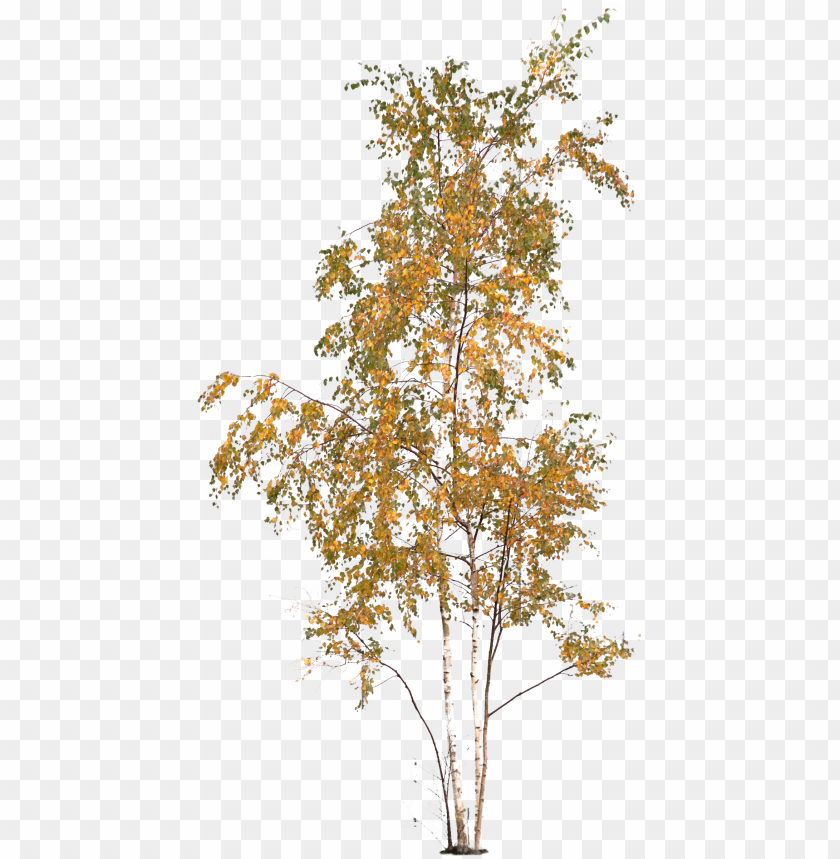 Free download | HD PNG autumn tree via architextures download PNG transparent with Clear ...