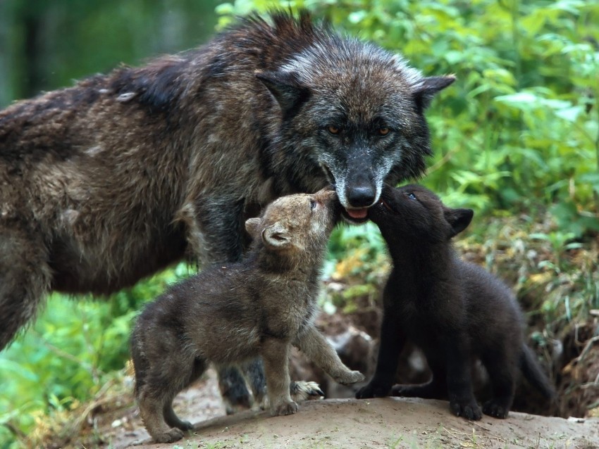 Free download | HD PNG babies care color family wolf wallpaper ...