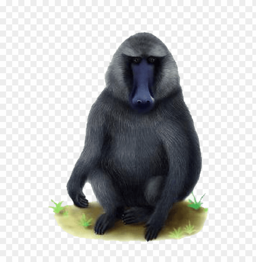 Free download | HD PNG baboon | TOPpng