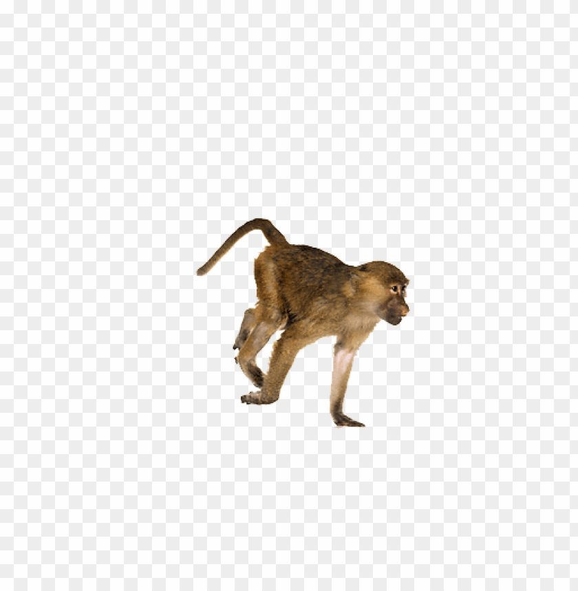 Free download | HD PNG baboon free png images background - Image ID ...
