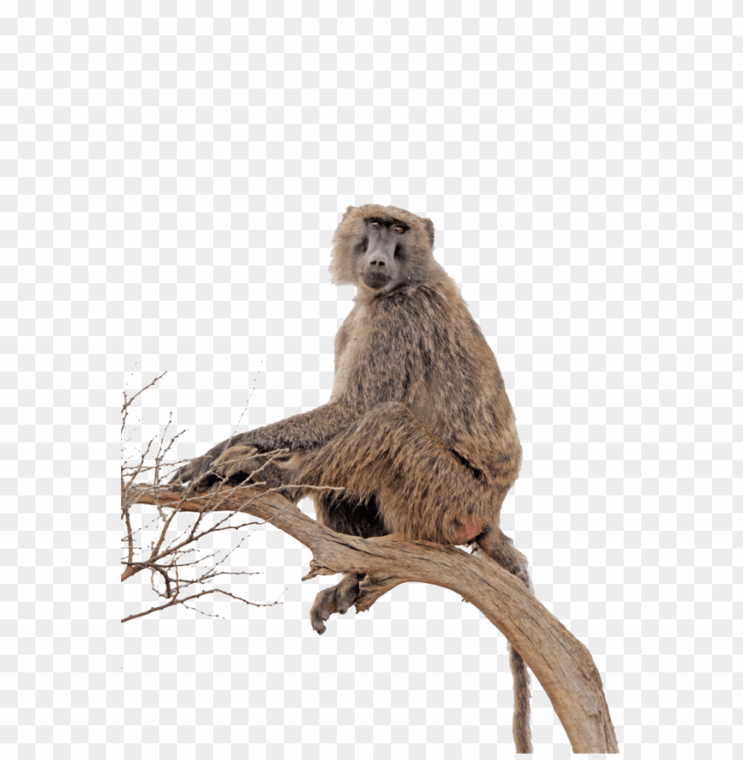 Free download | HD PNG baboon free s | TOPpng
