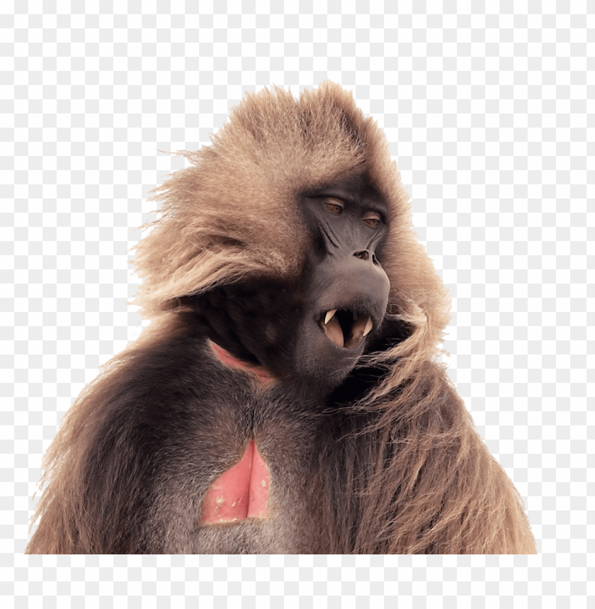 Free download | HD PNG baboon no | TOPpng