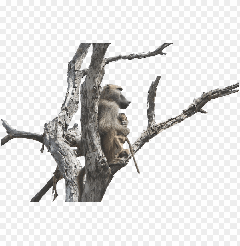 Free download | HD PNG baboon png s | TOPpng