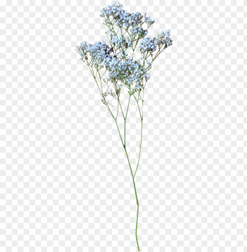 Free download | HD PNG baby breath flower PNG transparent with Clear Background ID 168916 | TOPpng