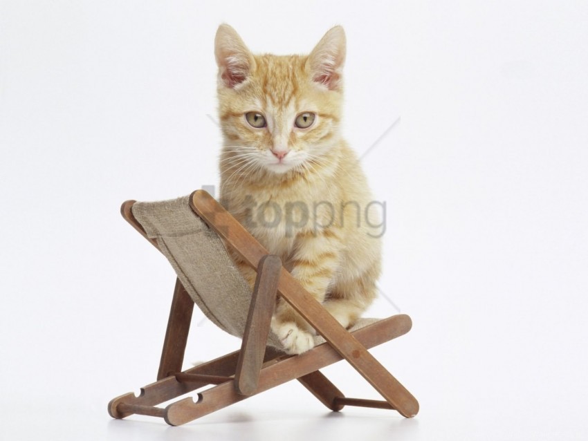 Free download | HD PNG baby chair kitten sit wallpaper background best ...