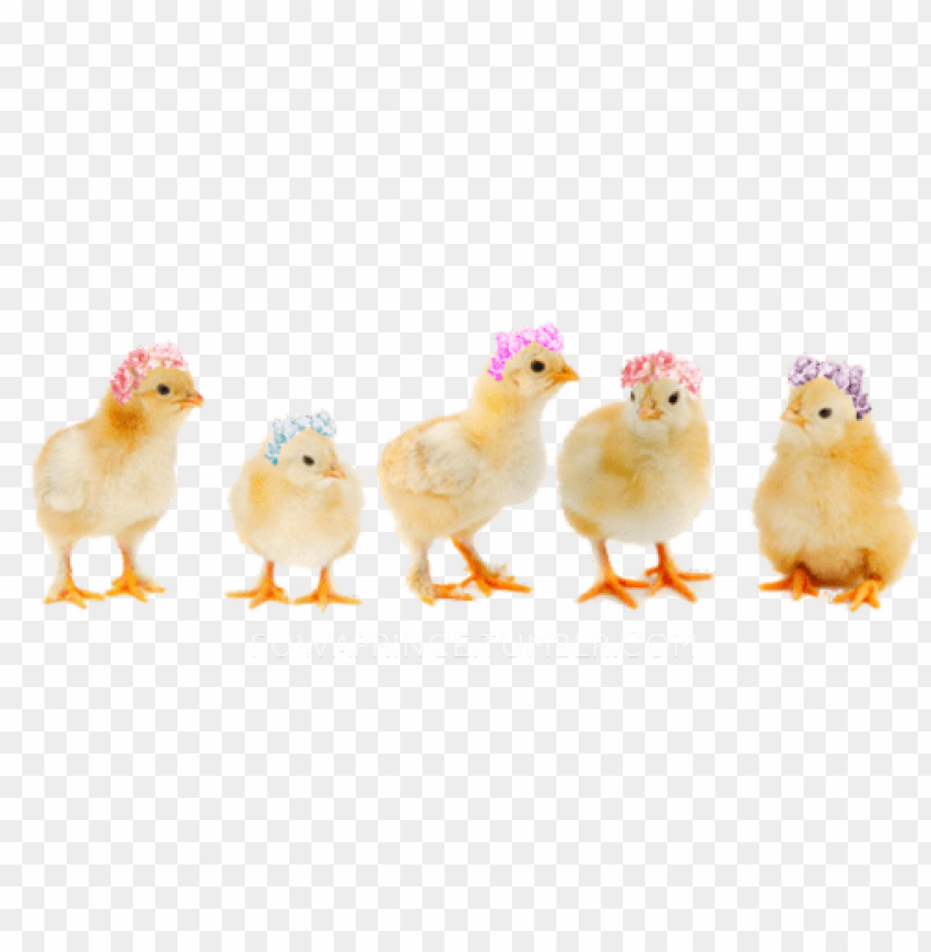 Free download | HD PNG baby chicken png PNG transparent with Clear ...