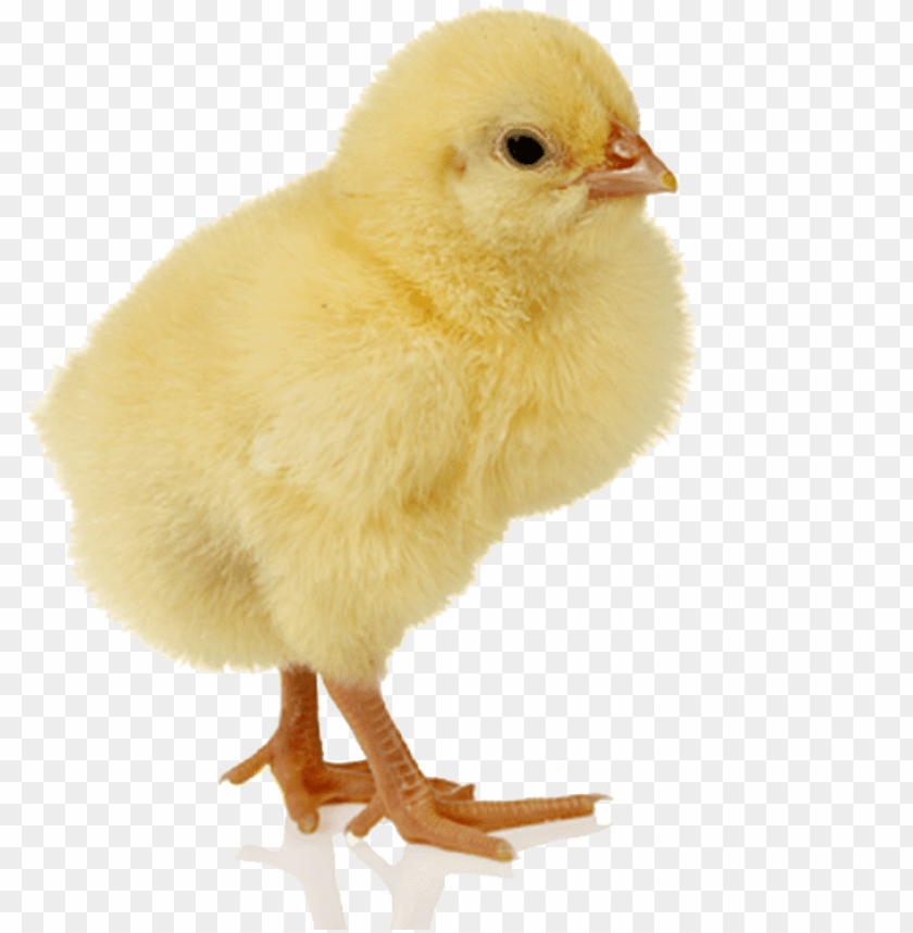 Download baby chicken png - pollo con fondo png - Free PNG Images | TOPpng