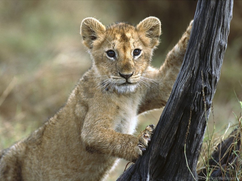Free download | HD PNG baby cub lion walk wallpaper background best ...