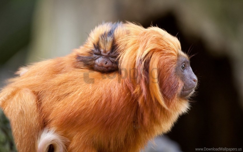 Free download | HD PNG baby fluffy monkey muzzle wallpaper background ...