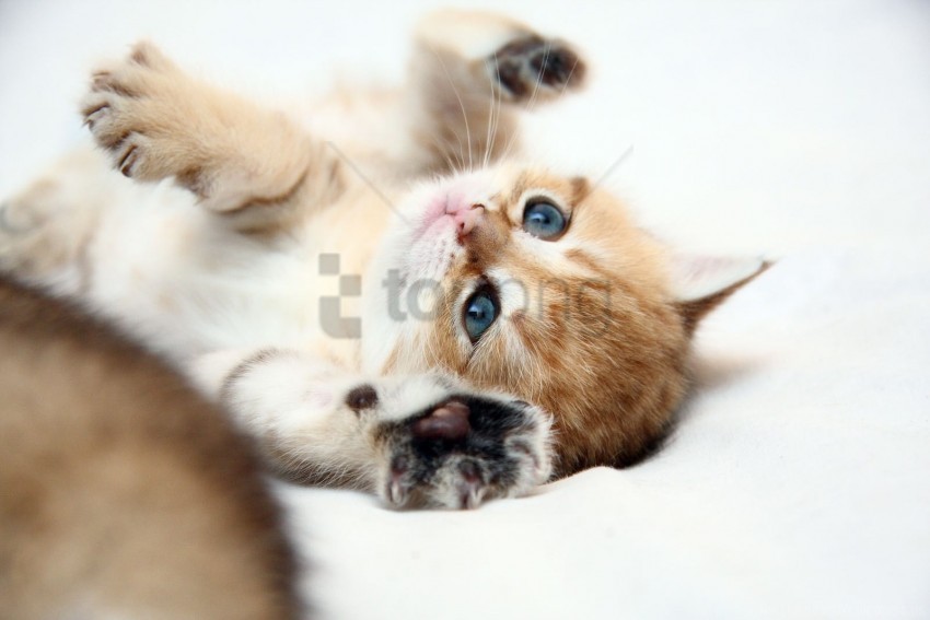 Free download | HD PNG baby ginger kitten lie wallpaper background best ...