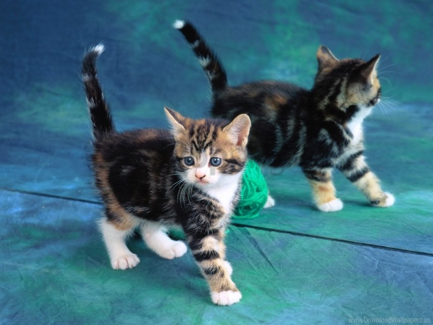 Free download | HD PNG baby kitten playful walk wallpaper background ...