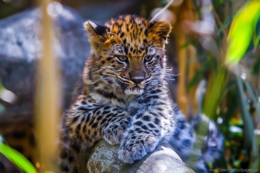 Free download | HD PNG baby leopard look predator wallpaper background ...