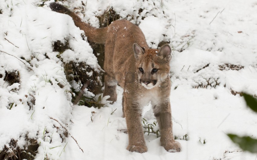 Free download | HD PNG baby puma snow wallpaper background best stock ...